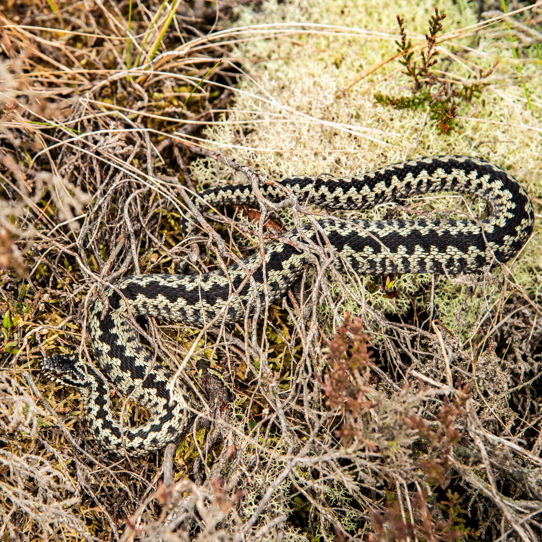 Shifting grounds – mapping Bolton Fell moss – the PLACE Collective