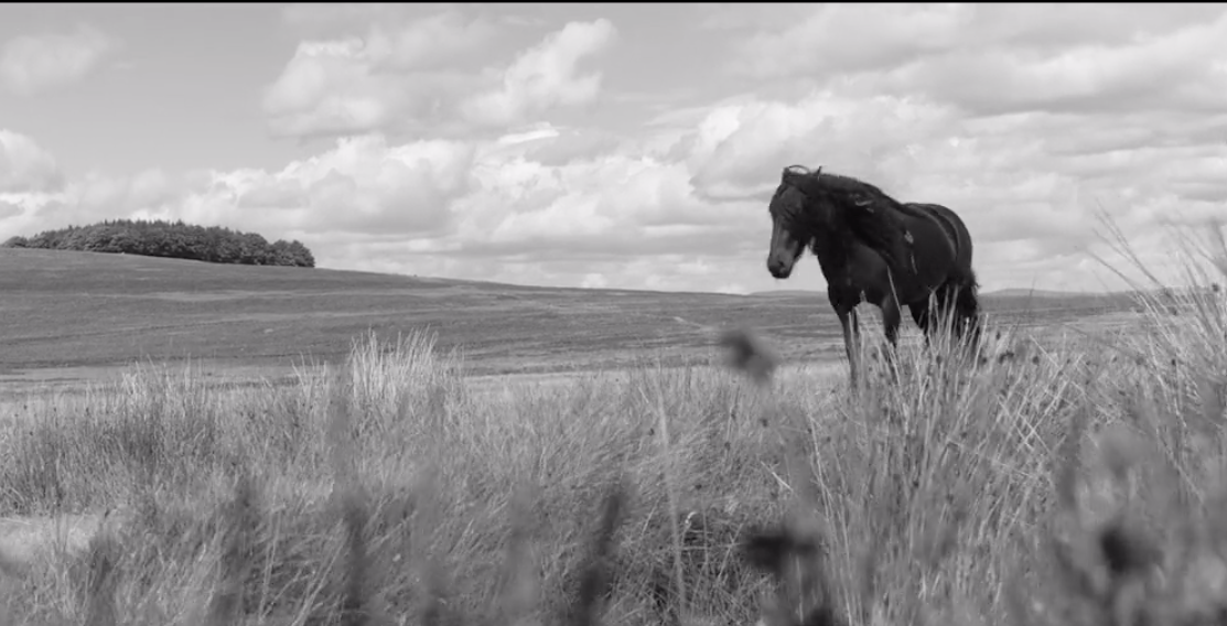 Film : Land – the PLACE Collective