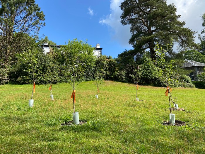 Resonance Birch Circles – the plantings – the PLACE Collective